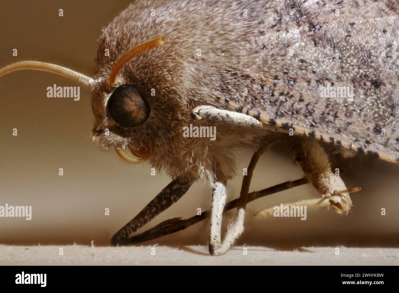 Moth australia hi-res stock photography and images - Alamy