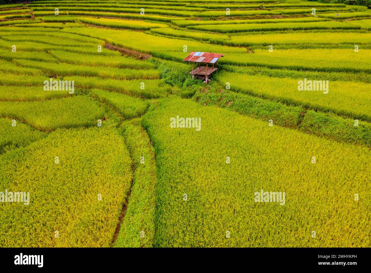 Gold paddy hi-res stock photography and images - Alamy