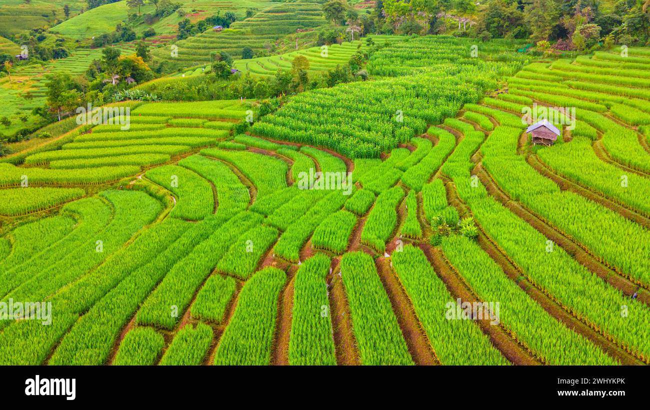 Terraced Rice Field in Chiangmai, Thailand, Pa Pong Piang rice terraces ...