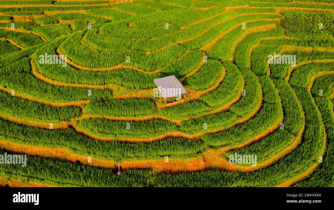 Terraced Rice Field in Chiangmai, Thailand, Pa Pong Piang rice terraces ...