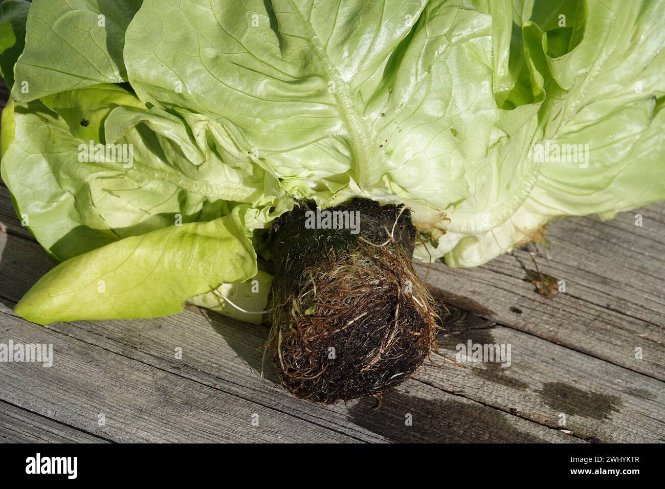 Latuca sativa, lettuce, with roots Stock Photo - Alamy