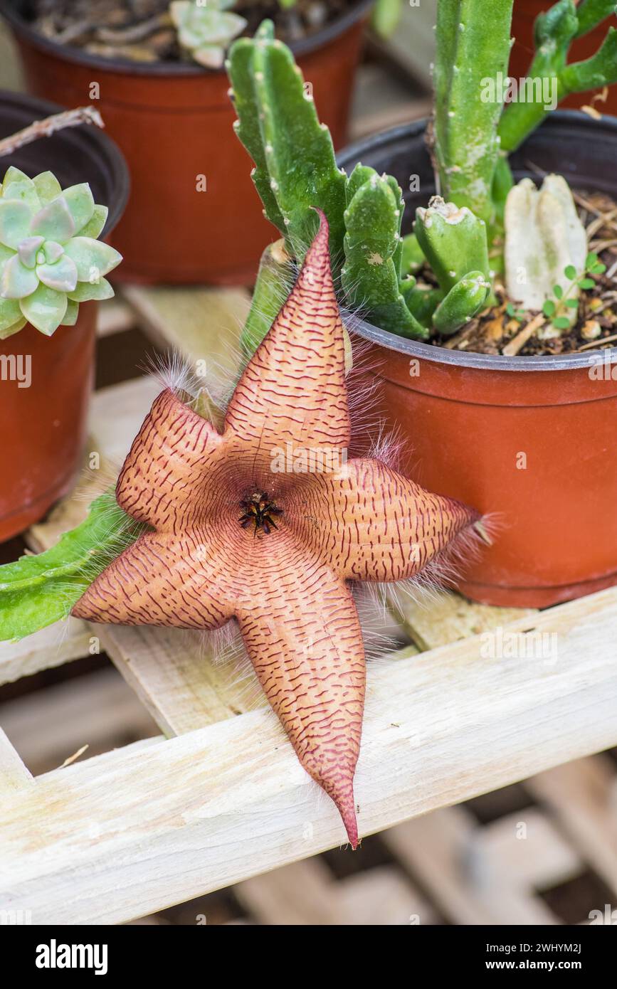 Stapelia gigantea, Corpse flower, Succulent plant, Unique bloom ...