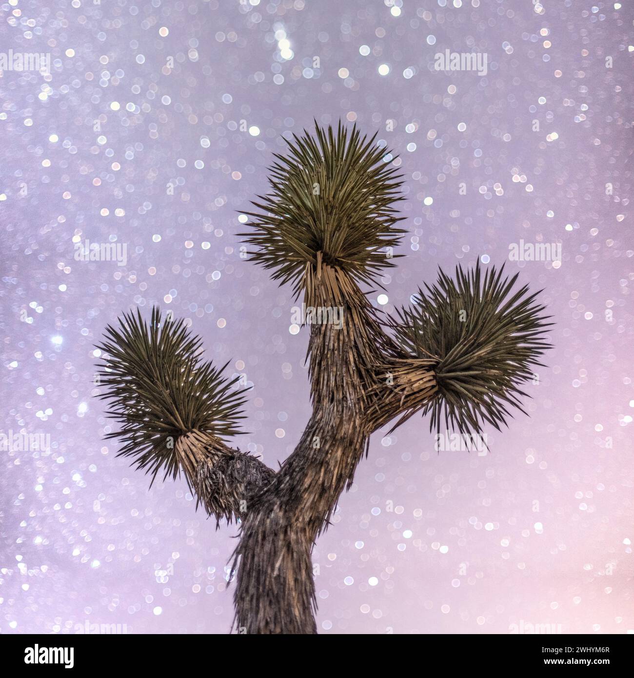 Yucca in brenizer effect hi-res stock photography and images - Alamy