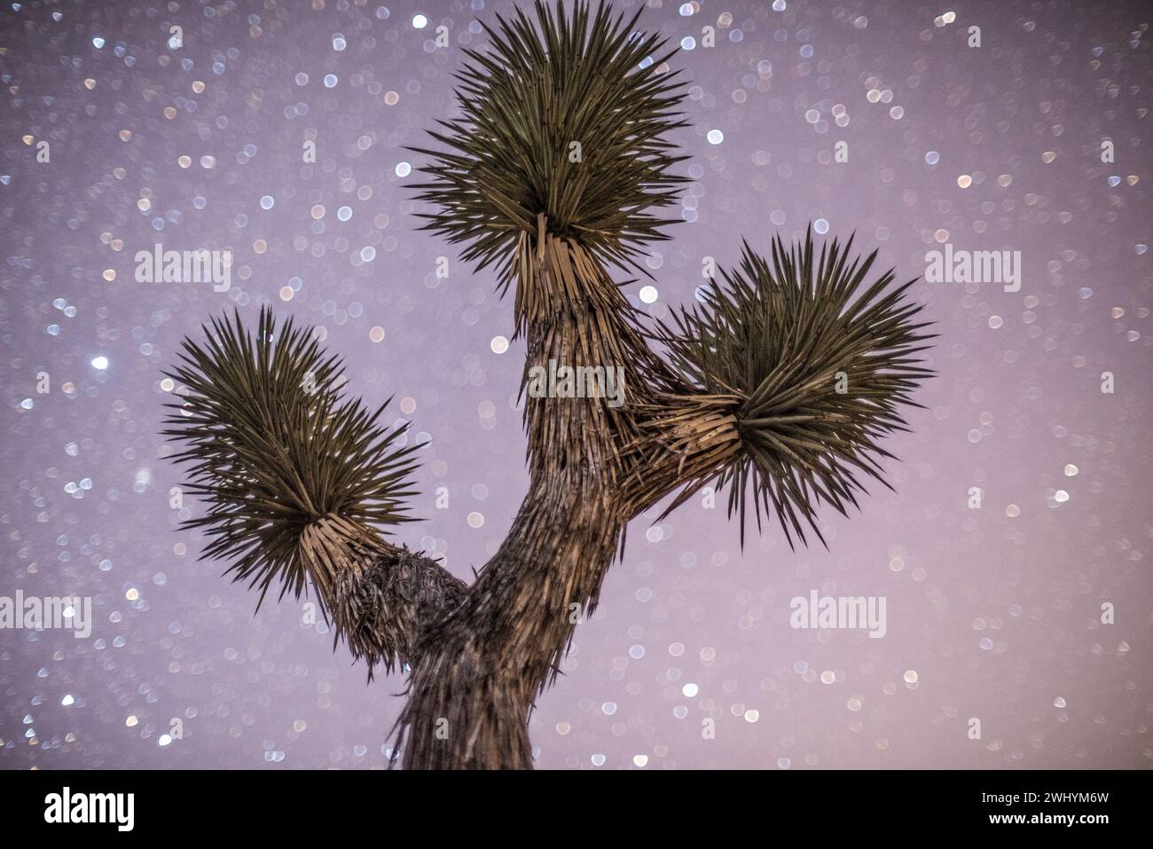 Yucca tree, Joshua Tree National Park, Stars, Shallow depth of field ...