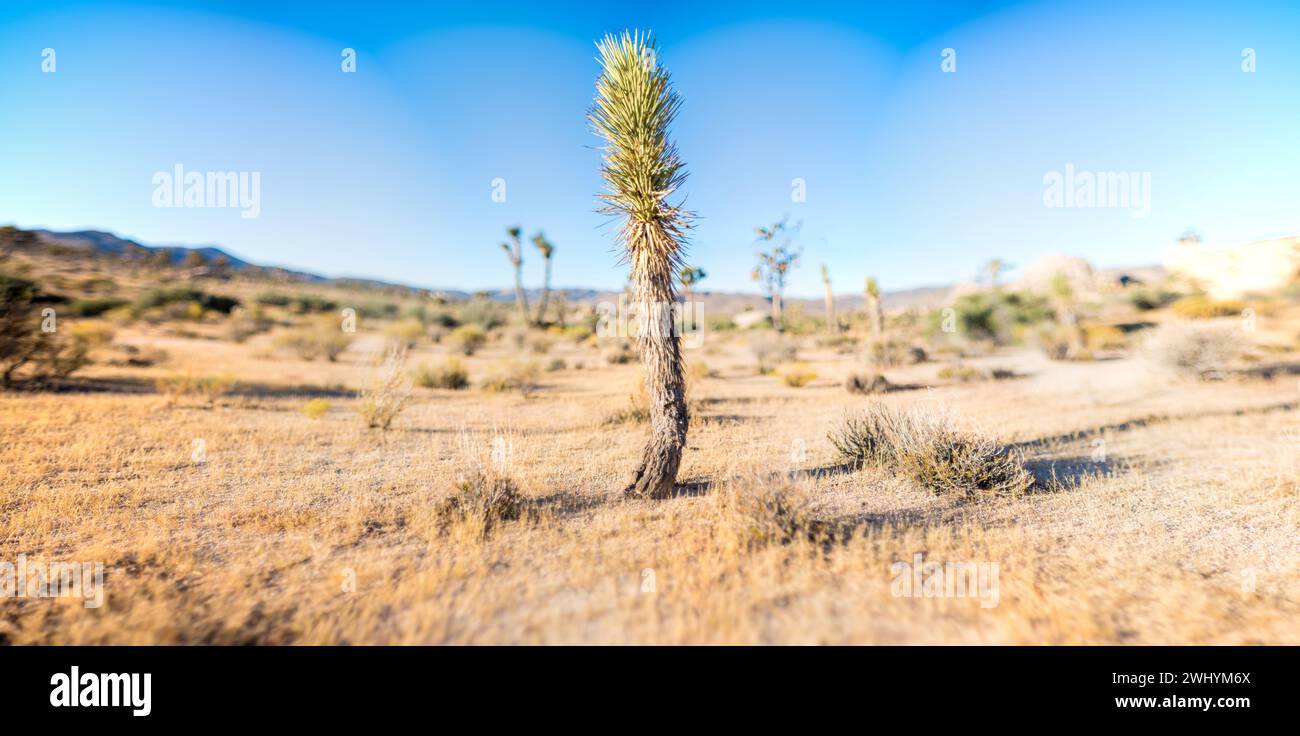 Yucca tree, Joshua Tree National Park, Stars, Shallow depth of field ...