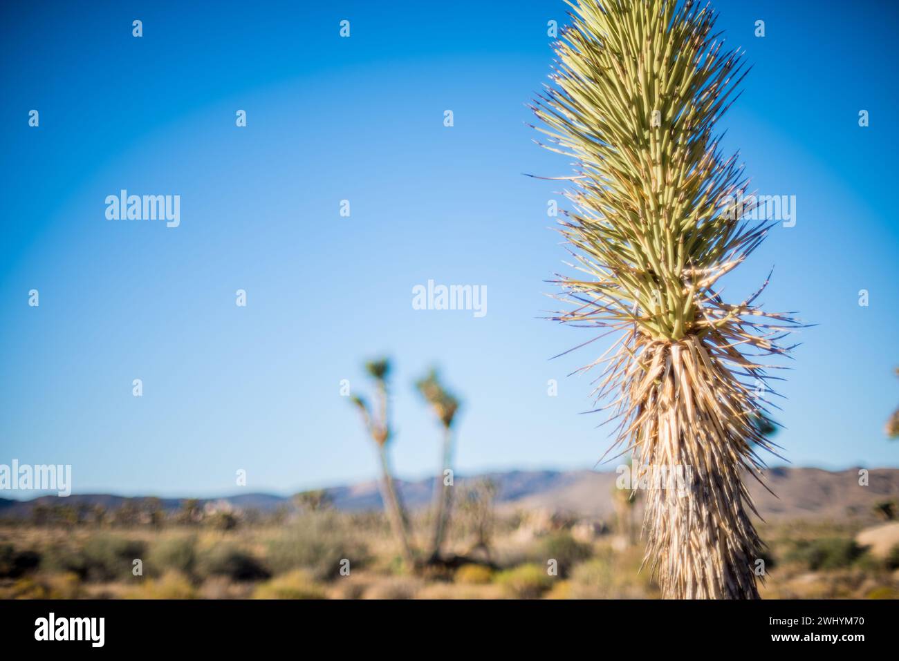 Yucca tree, Joshua Tree National Park, Stars, Shallow depth of field ...