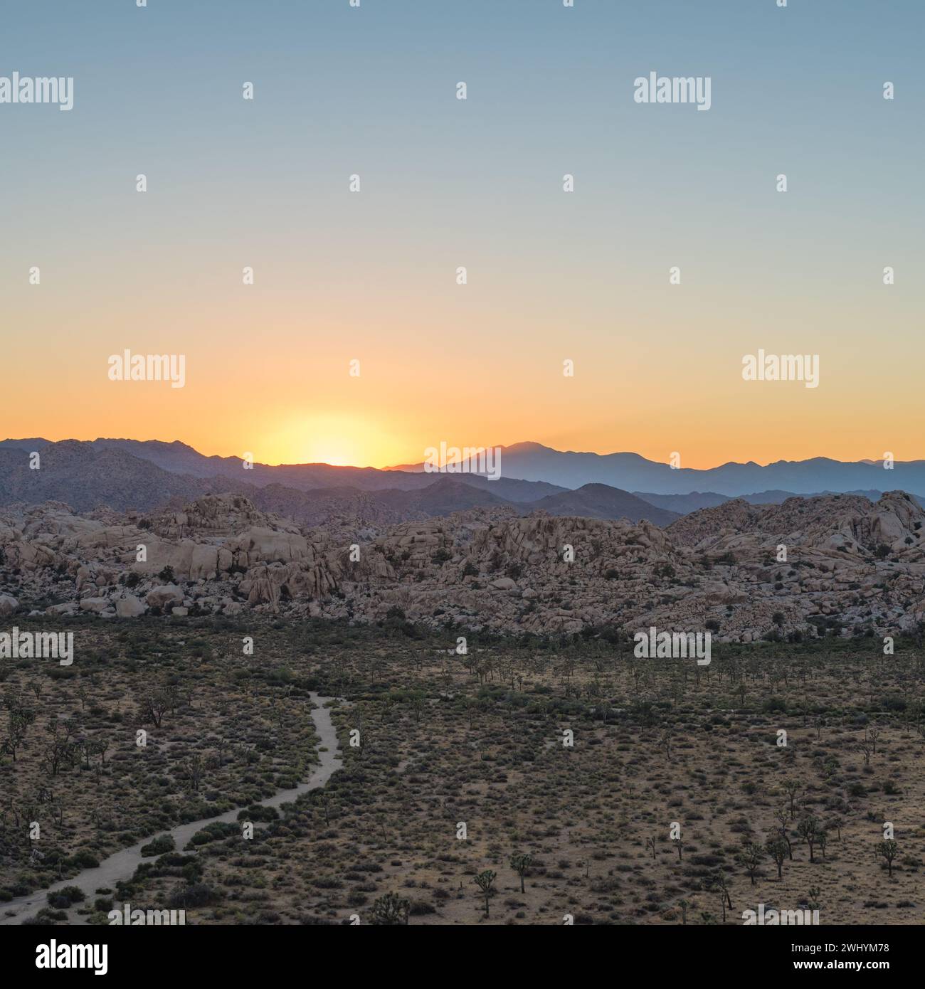 Milky way over yucca tree hi-res stock photography and images - Alamy