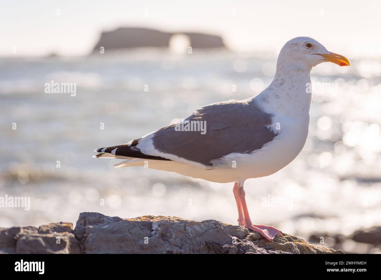 Goat Rock, Northern California, Seagull, Waves, Coastal beauty, Pacific ...