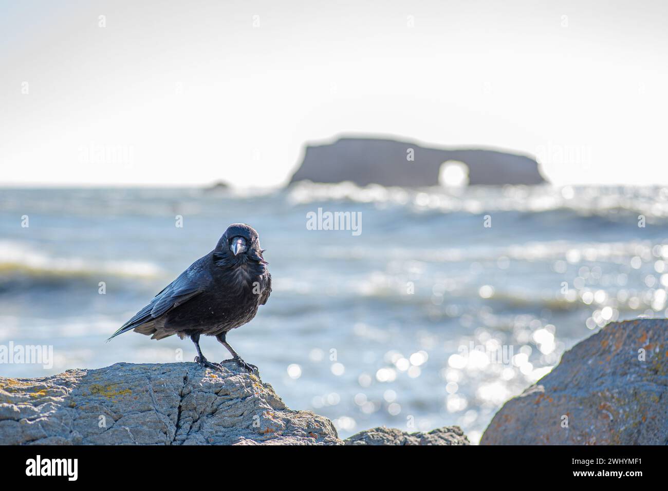 Goat Rock, Sonoma County, Northern California, Ravens, Corvids, Coastal ...