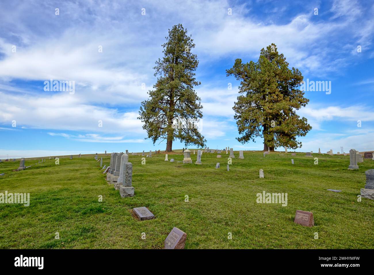 Two tall trees under a blue sky in a cemetery Stock Photo - Alamy