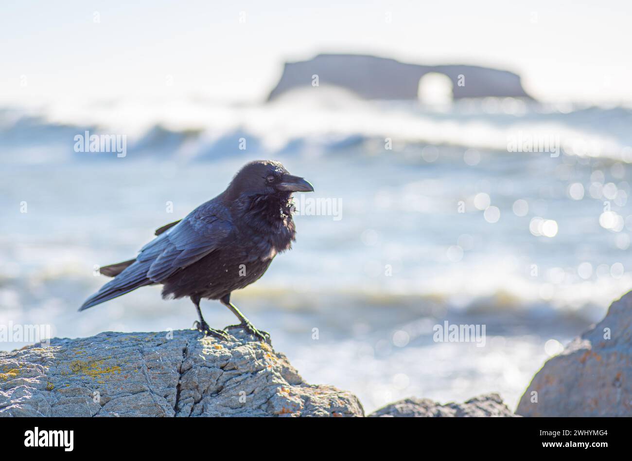 Goat Rock, Sonoma County, Northern California, Ravens, Corvids, Coastal ...