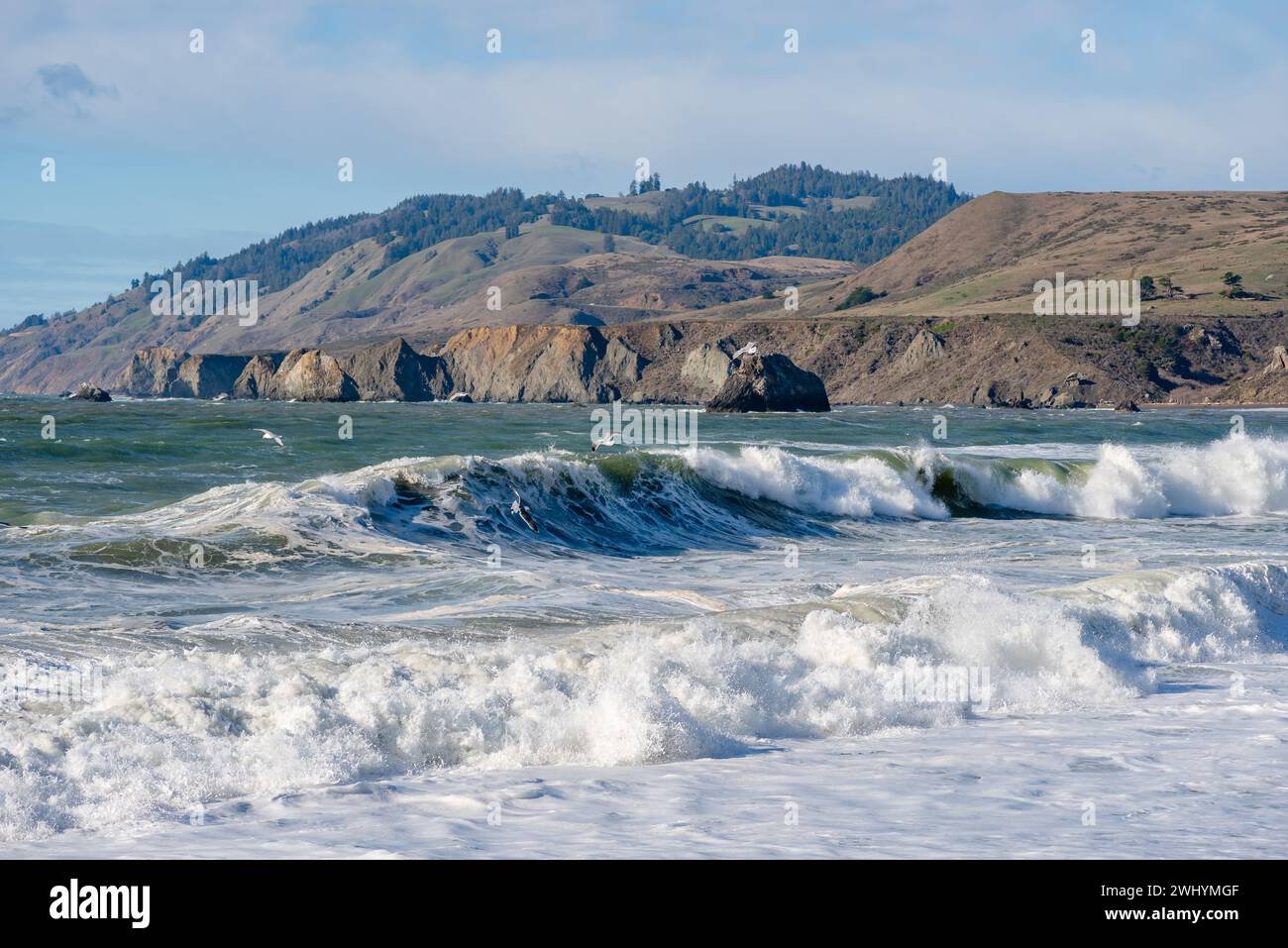 Goat Rock, Northern California, Seagull, Waves, Coastal beauty, Pacific ...