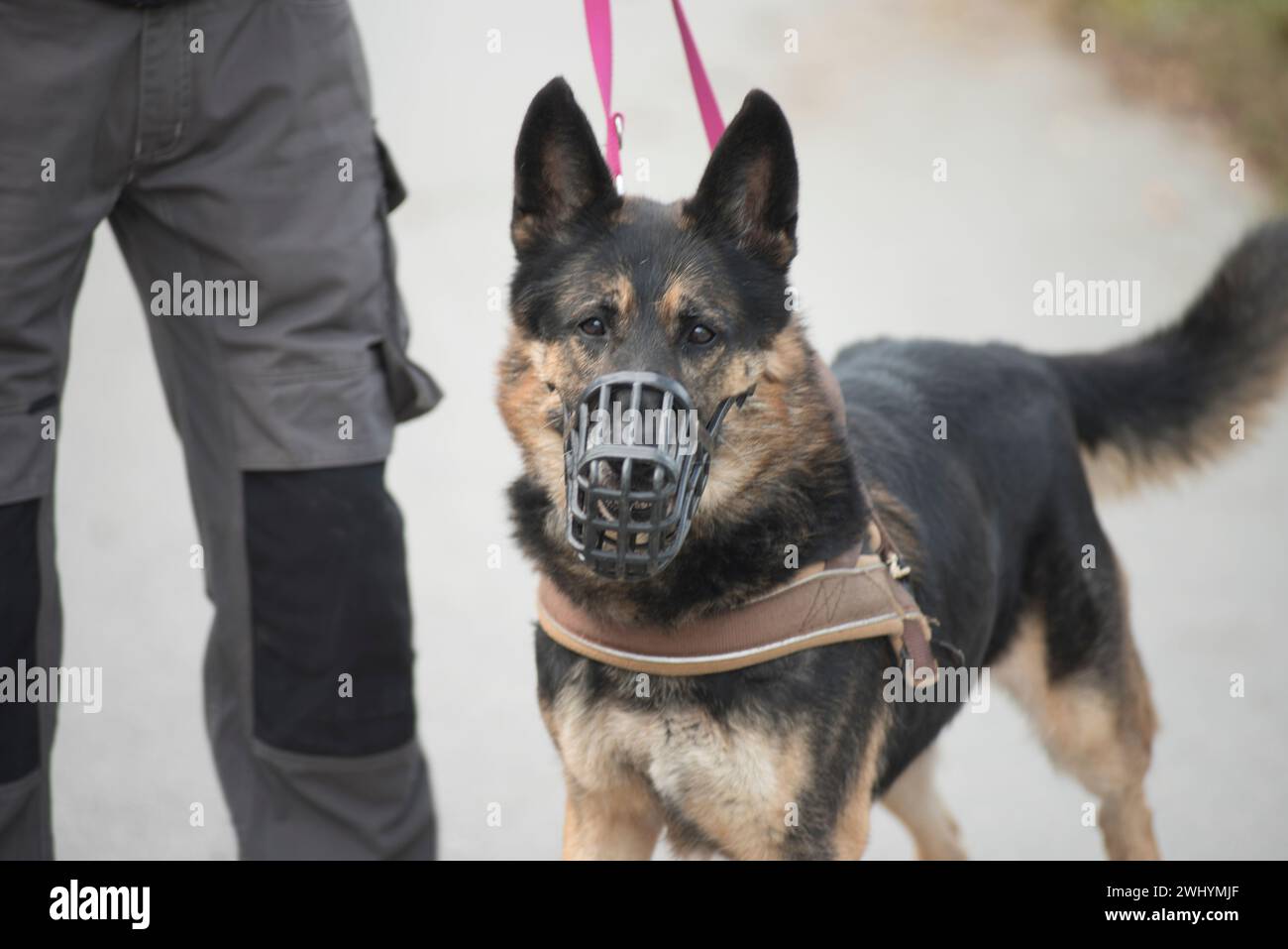 Muzzle of dogs hi-res stock photography and images - Alamy