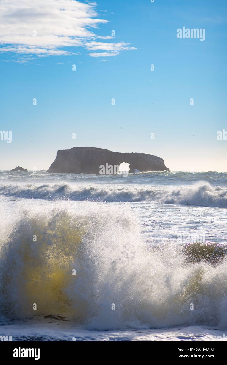 Goat Rock, Northern California, Seagull, Waves, Coastal beauty, Pacific ...