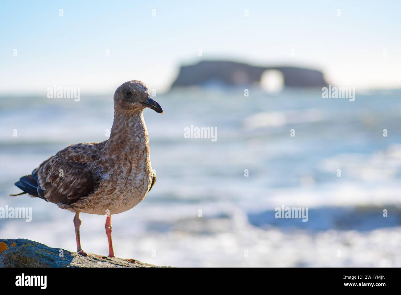 Goat Rock, Northern California, Seagull, Waves, Coastal beauty, Pacific ...