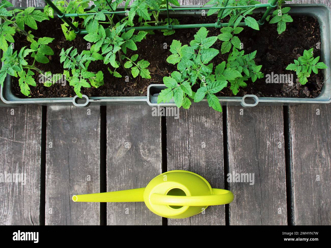 Container vegetables gardening. Vegetable garden on a terrace. Flower, tomatoes growing in ...