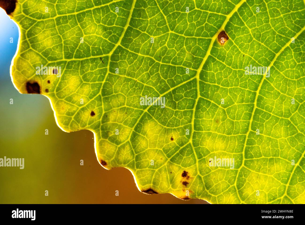 Vein structure leaf hi-res stock photography and images - Alamy