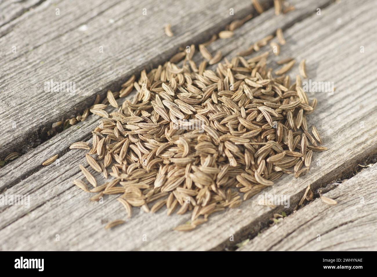 Carum carvi, caraway Stock Photo - Alamy