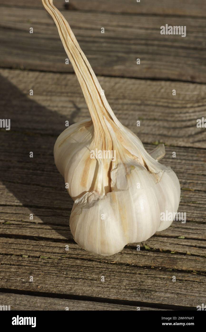 Allium sativum, garlic Stock Photo - Alamy