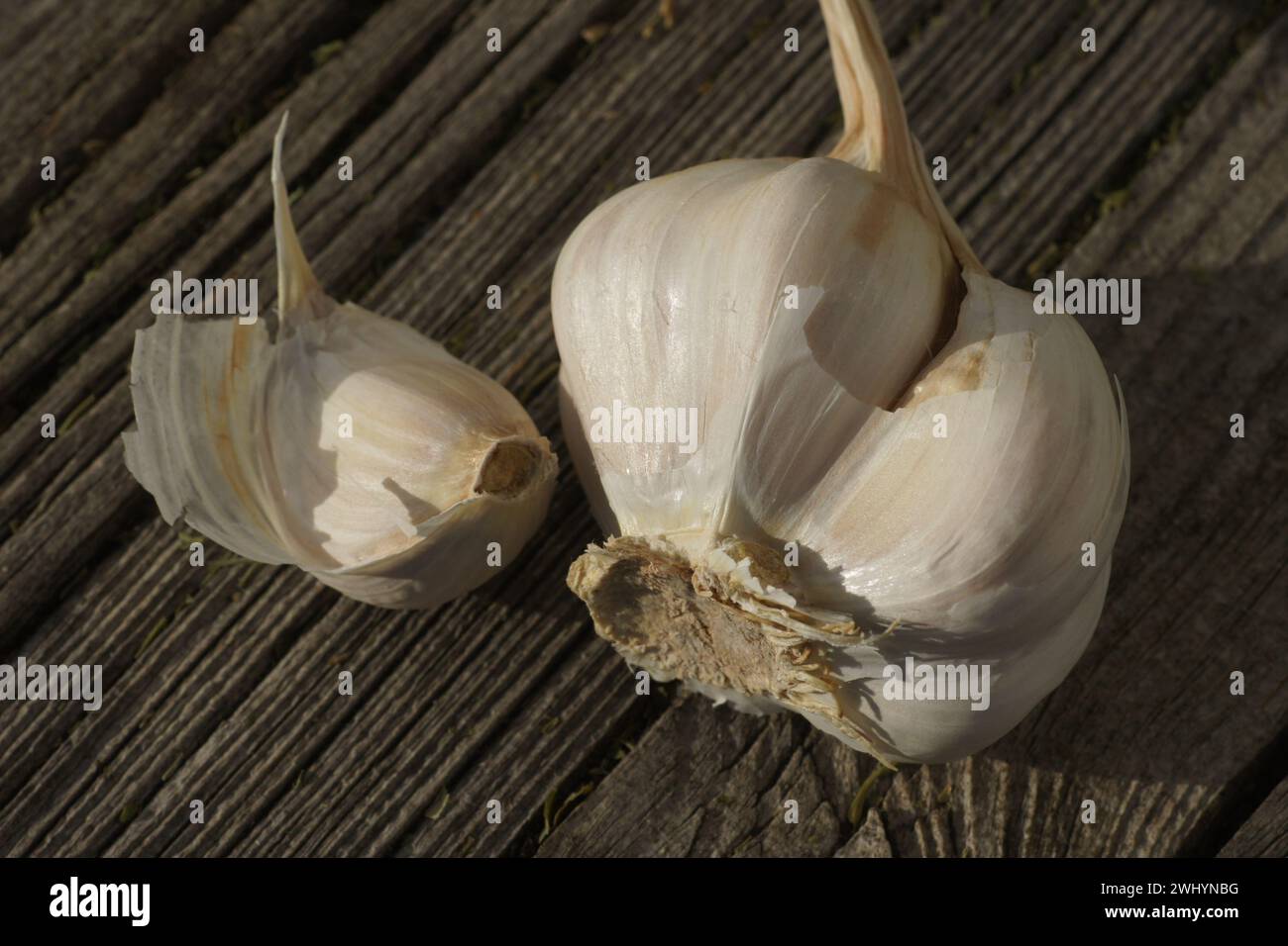 Allium sativum plant plants hi-res stock photography and images - Alamy