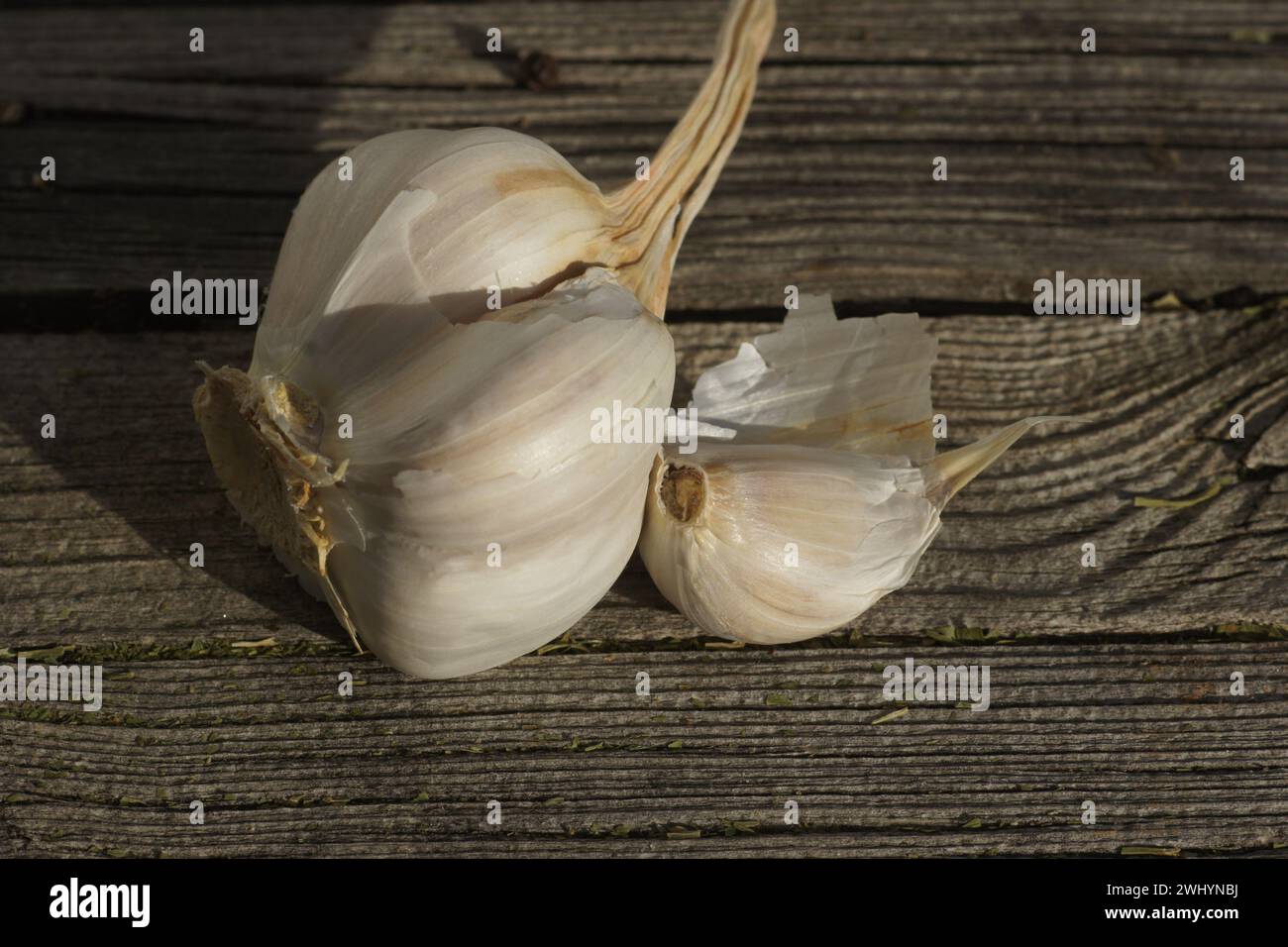 Allium sativum, garlic Stock Photo - Alamy