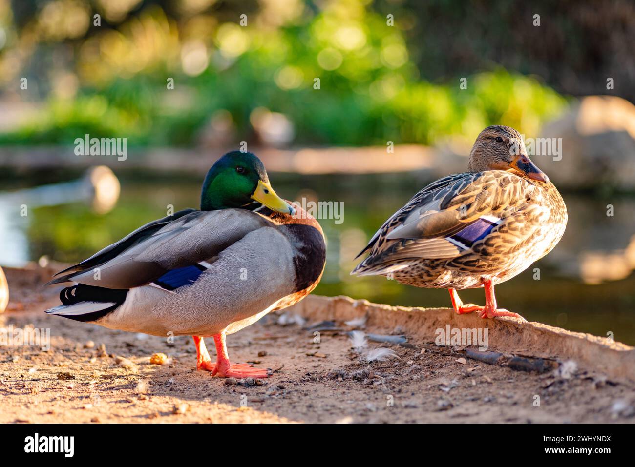 California duck hi-res stock photography and images - Alamy