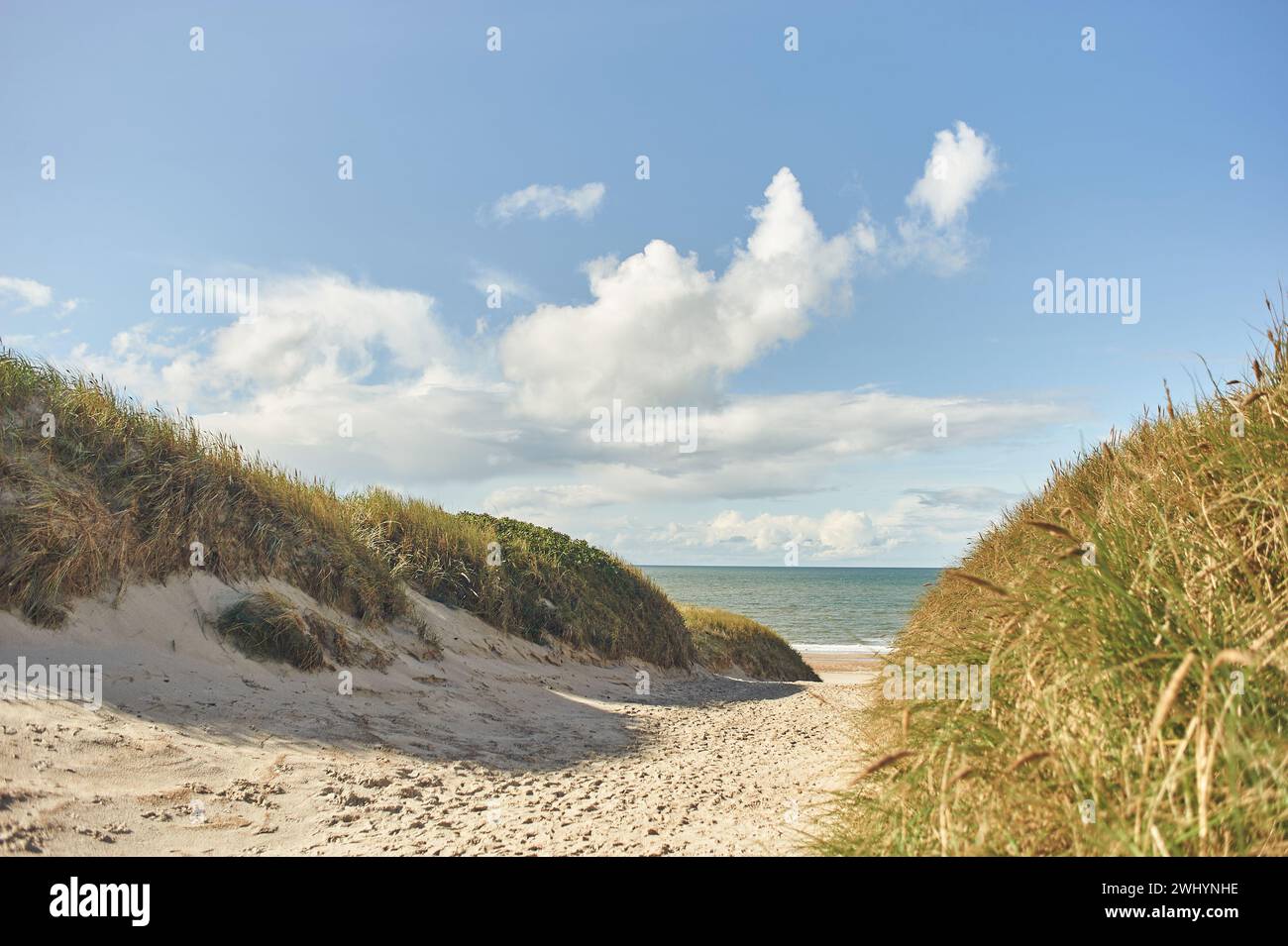 Path through the dunes and onto the beach in Denmark Stock Photo - Alamy
