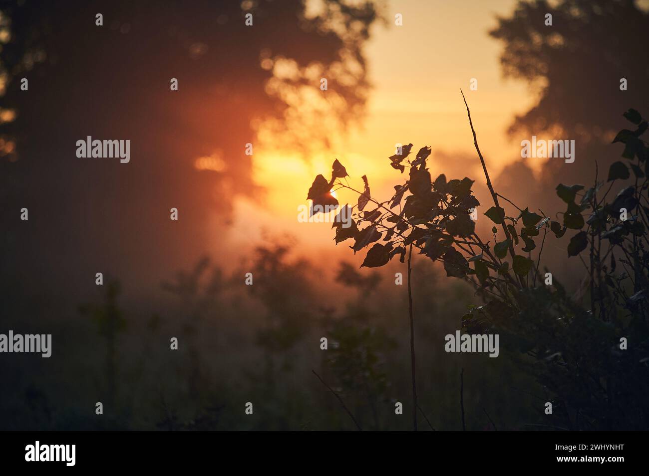 Late morning sun hi-res stock photography and images - Alamy