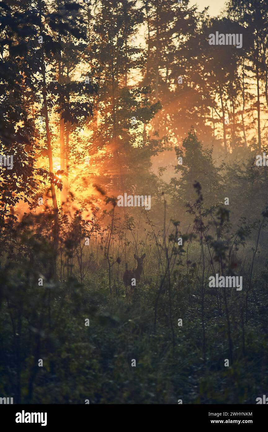 Stag standing in mist hi-res stock photography and images - Alamy