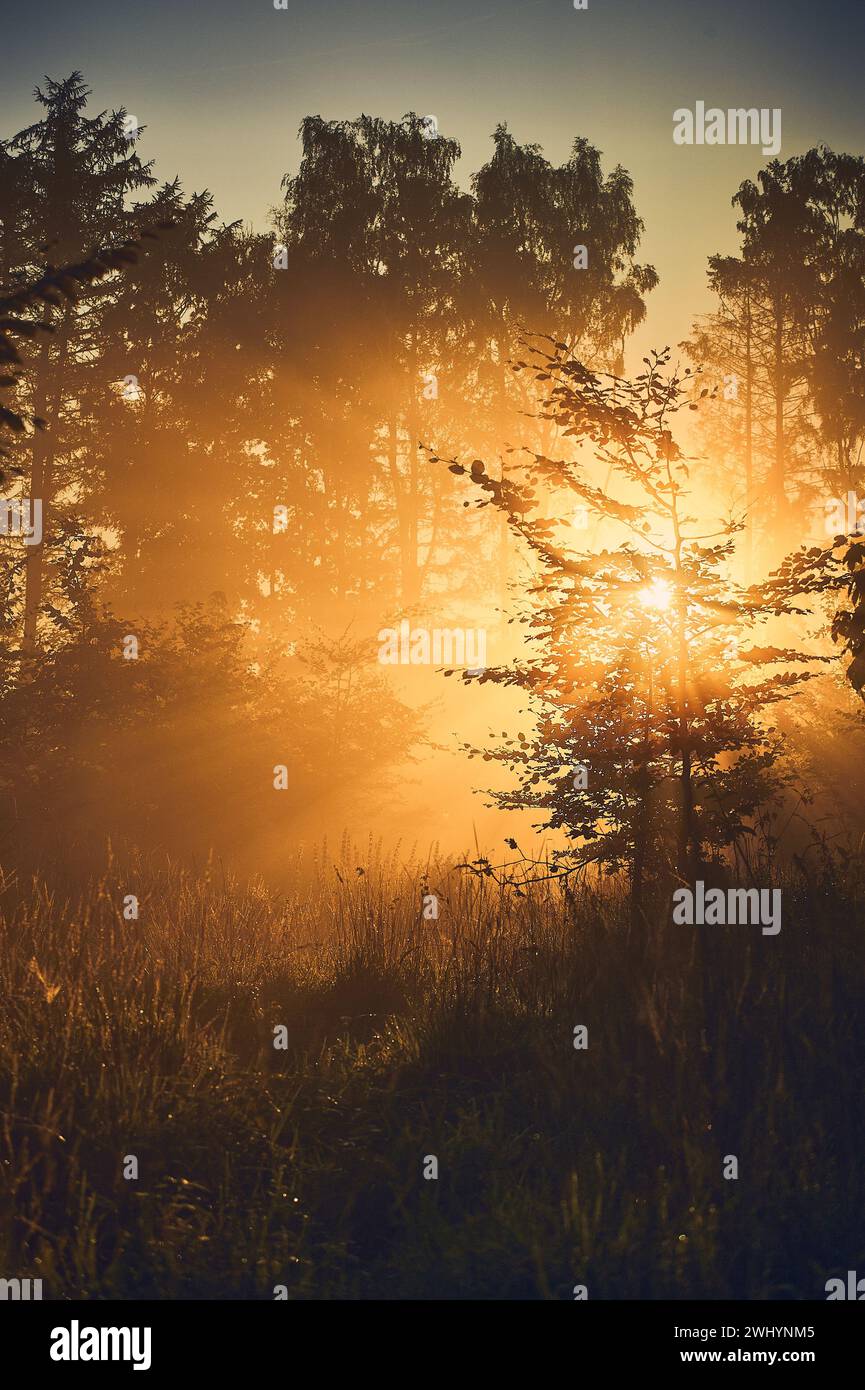 Morning sunshine through tree green hi-res stock photography and images ...