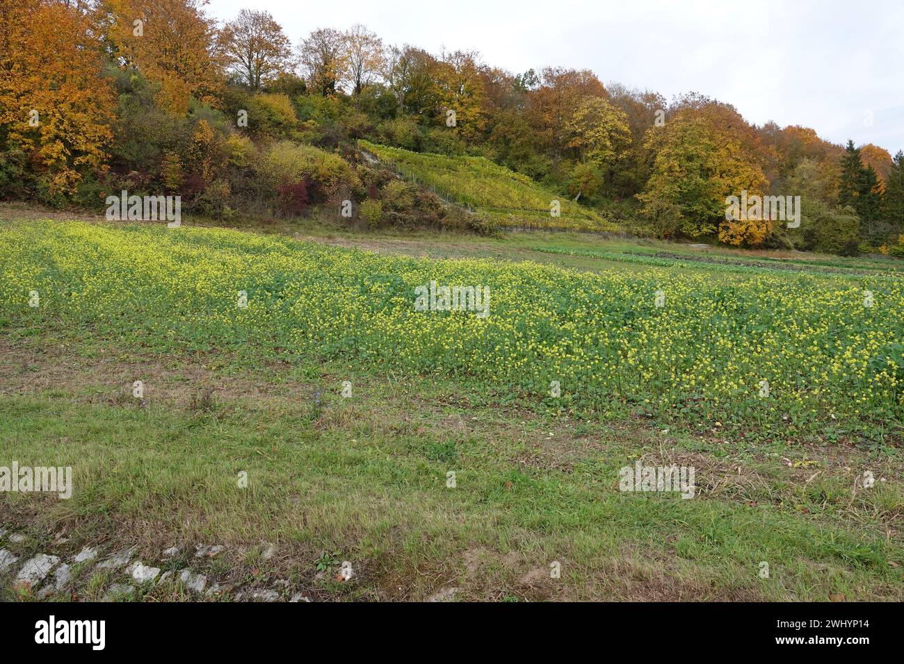 Mustard seeds to flowers hi-res stock photography and images - Alamy