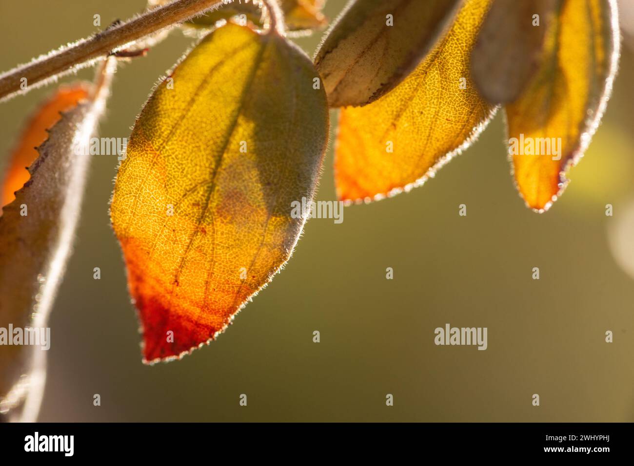 Macro, Photo, Backlit, Thick Leaves, Leaf Veins, Internal Structure ...