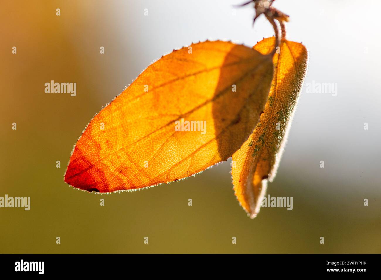 Macro, Photo, Backlit, Thick Leaves, Leaf Veins, Internal Structure ...