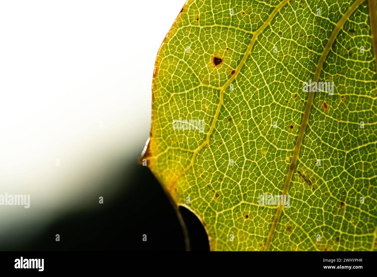 Macro, Photo, Backlit, Thick Leaves, Leaf Veins, Internal Structure ...