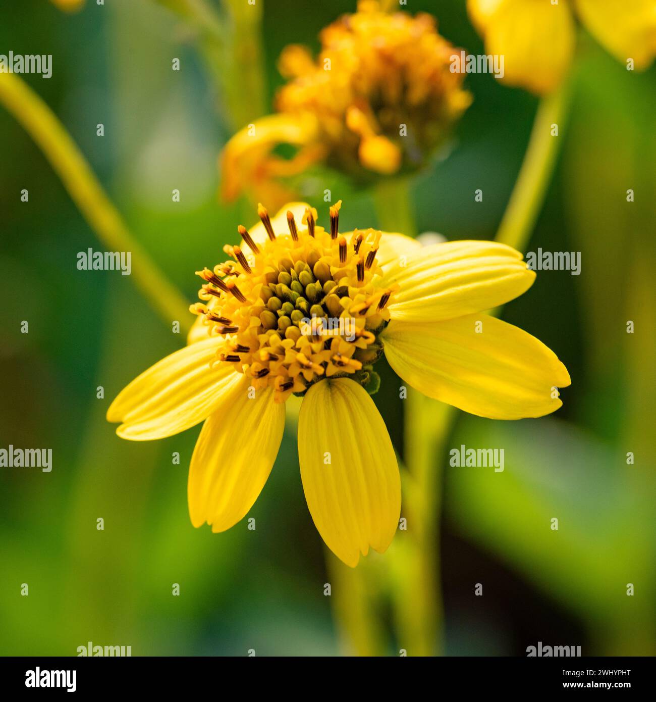 Hairy goldeneye hi-res stock photography and images - Alamy