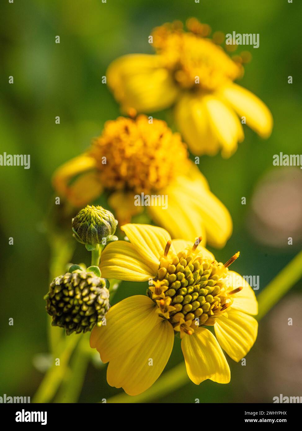 Macro, Photo, Heliomeris hispida, Asteraceae, Hairy Goldeneye, Rough ...