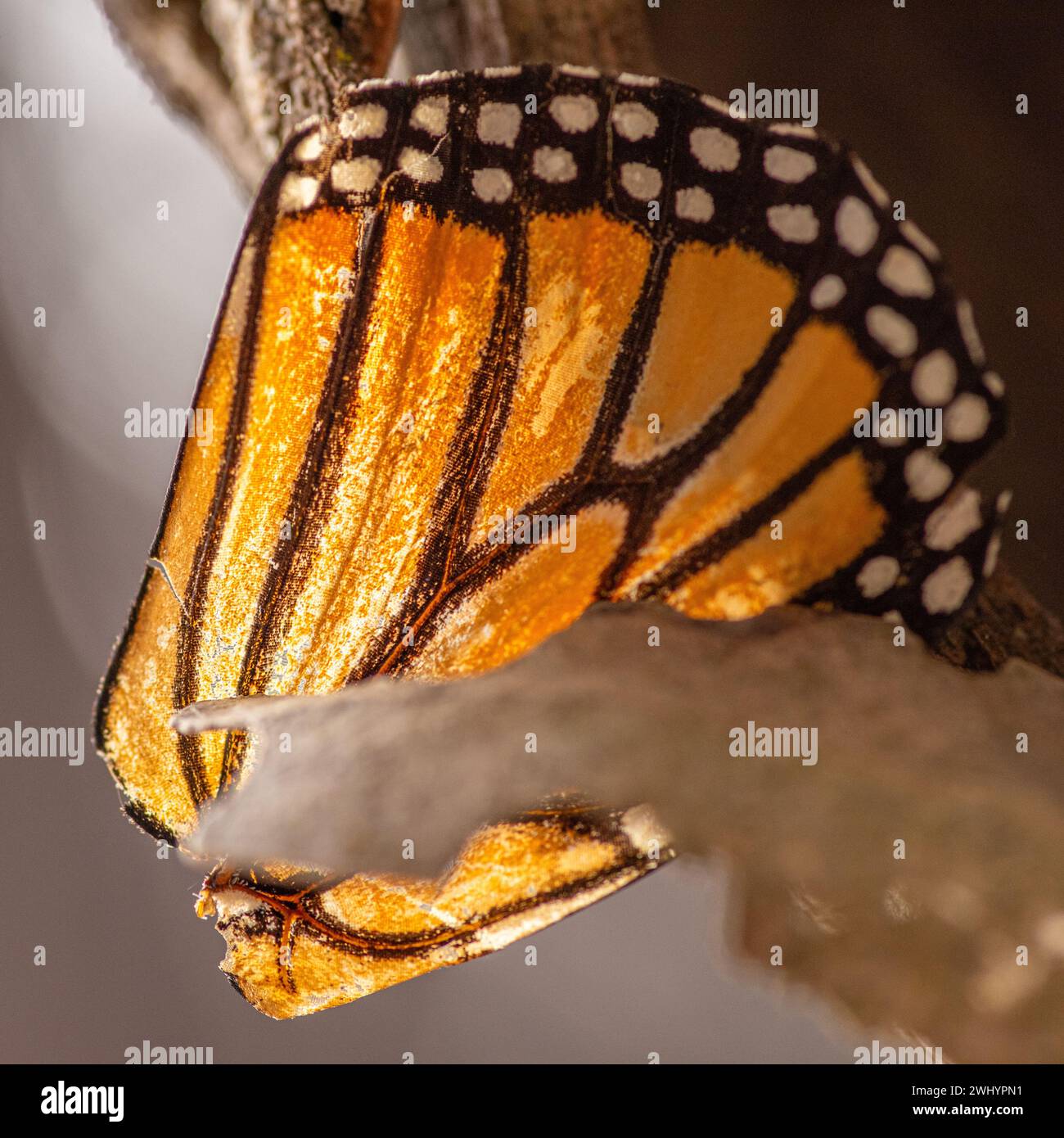 Butterfly anatomy hi-res stock photography and images - Alamy