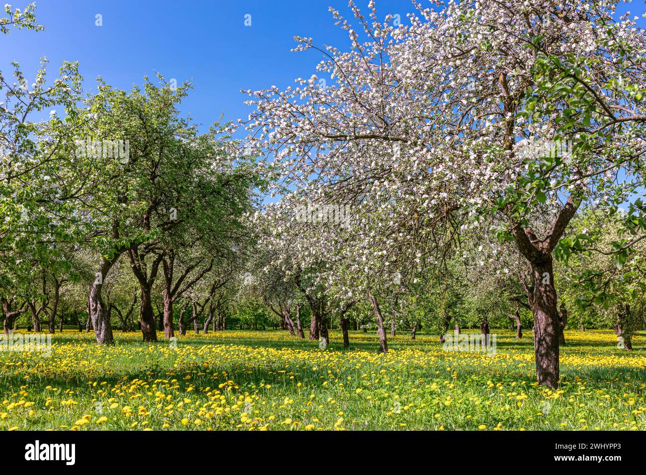 Flowering fruit orchard hi-res stock photography and images - Alamy