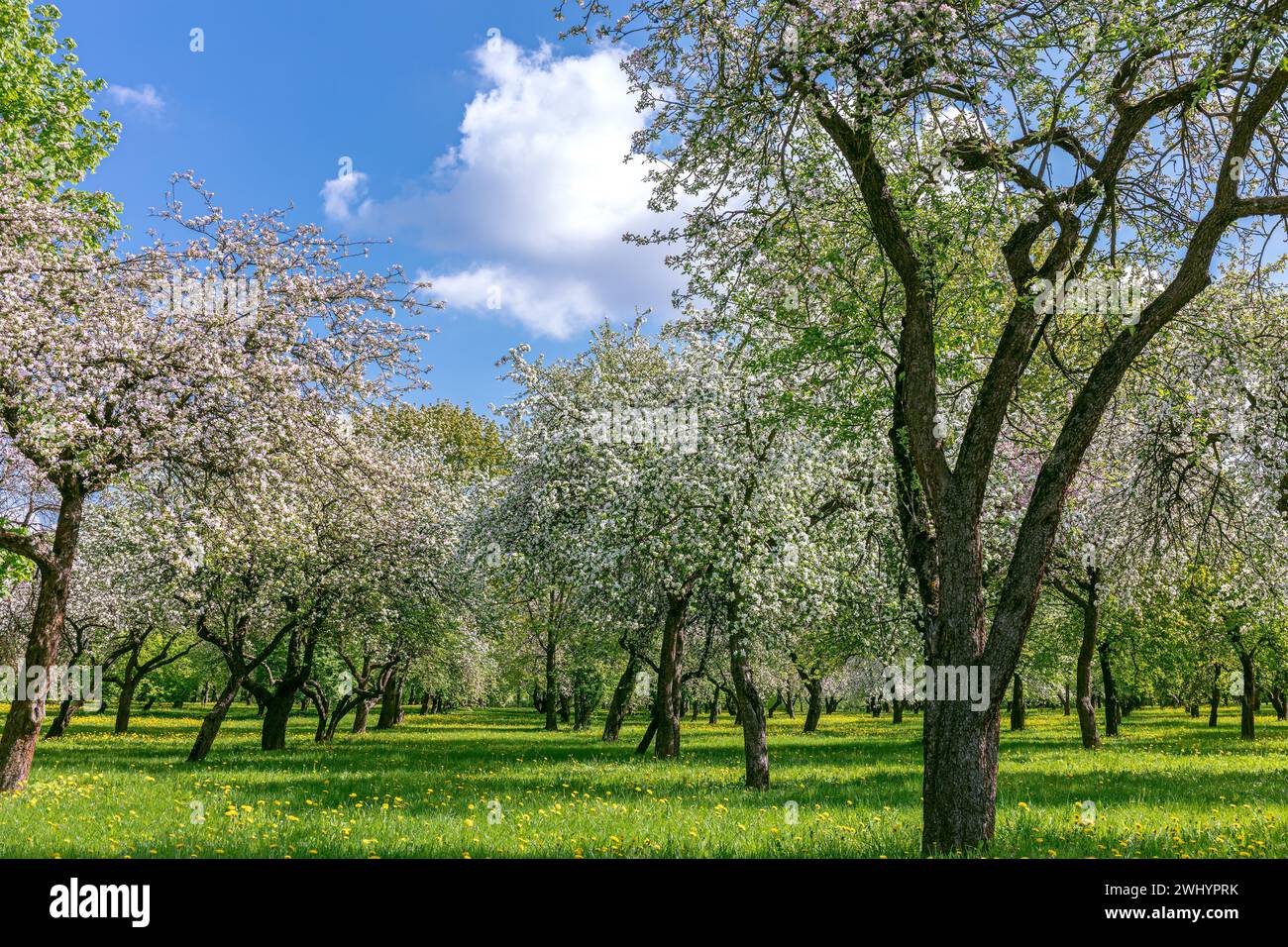 apple orchard in spring with blooming fruit trees. spring season ...