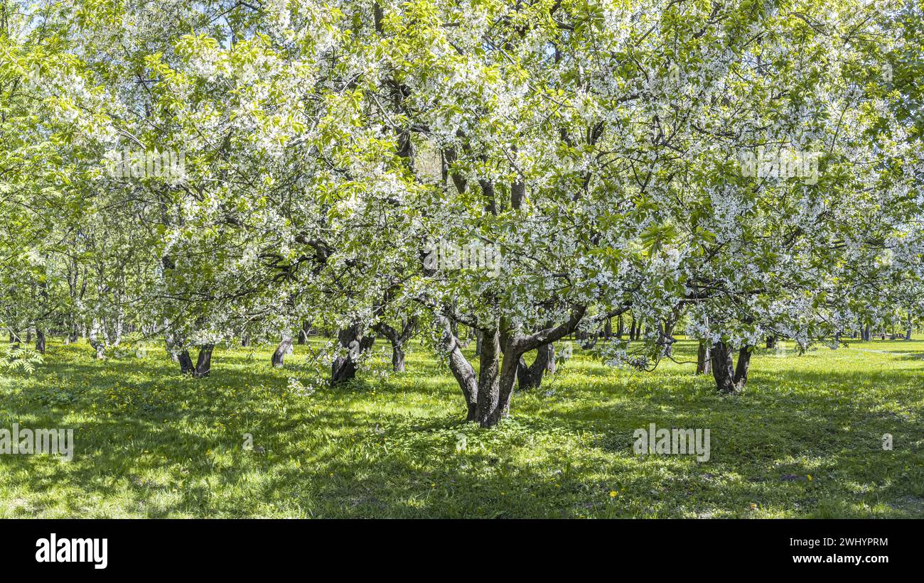 Cherry orchard landscape agriculture spring hi-res stock photography ...