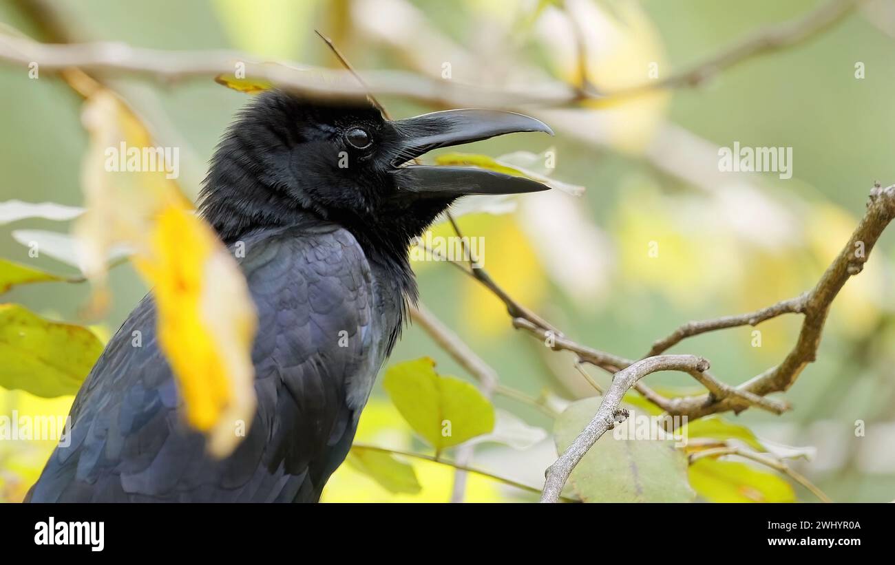 Raven natural habitat hi-res stock photography and images - Alamy