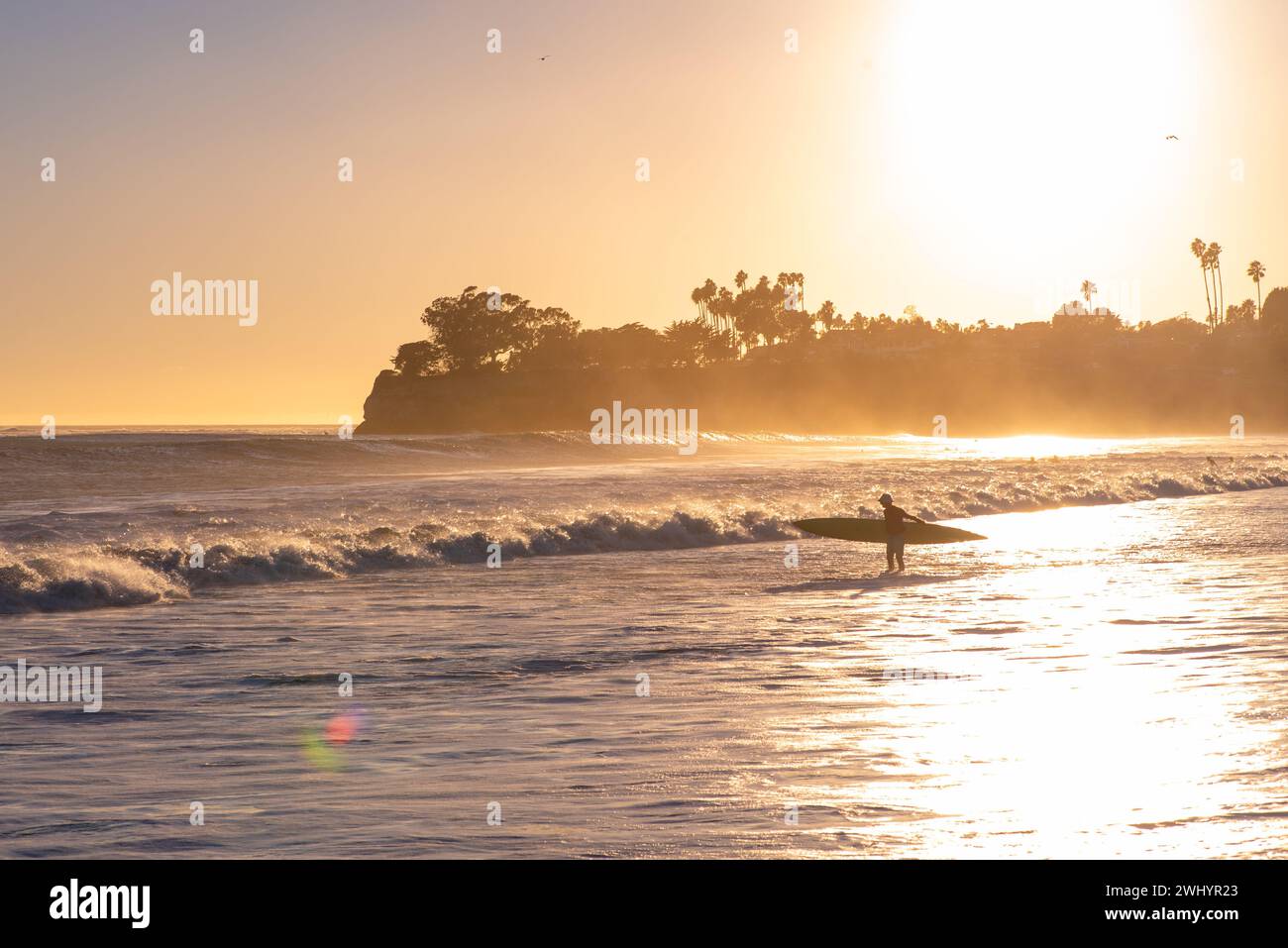 Silhouette, Sunset, Surfer, Longboard, Dog, Seagull, Vivid ...