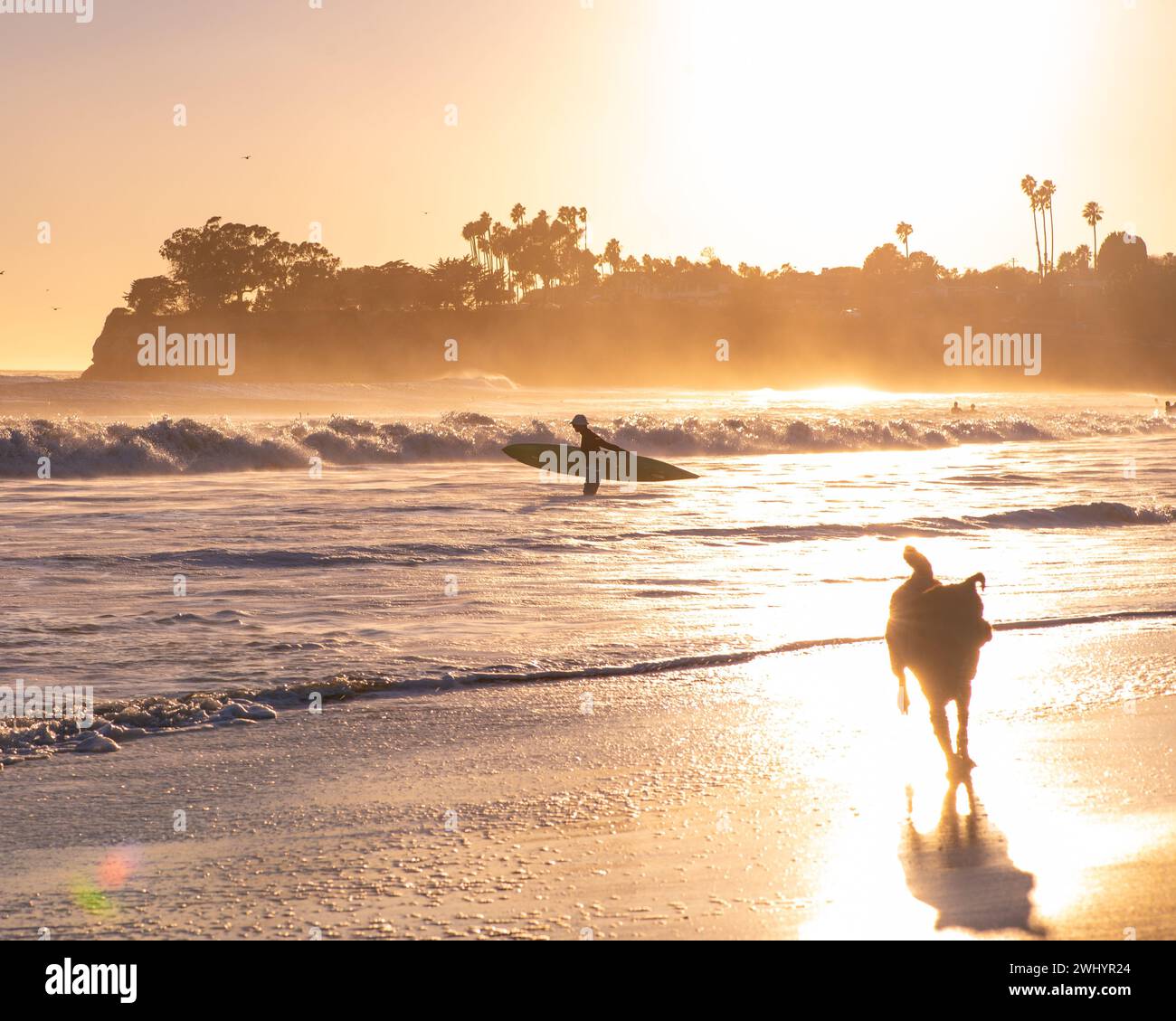 Silhouette, Sunset, Surfer, Longboard, Dog, Seagull, Vivid ...