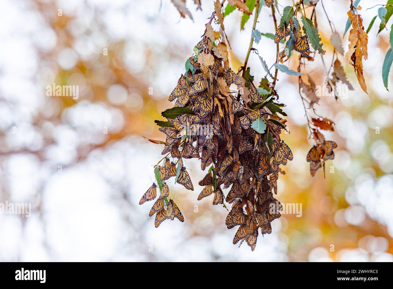 Monarchs, Breeding, Eucalyptus Tree, Santa Barbara, California, Orange ...
