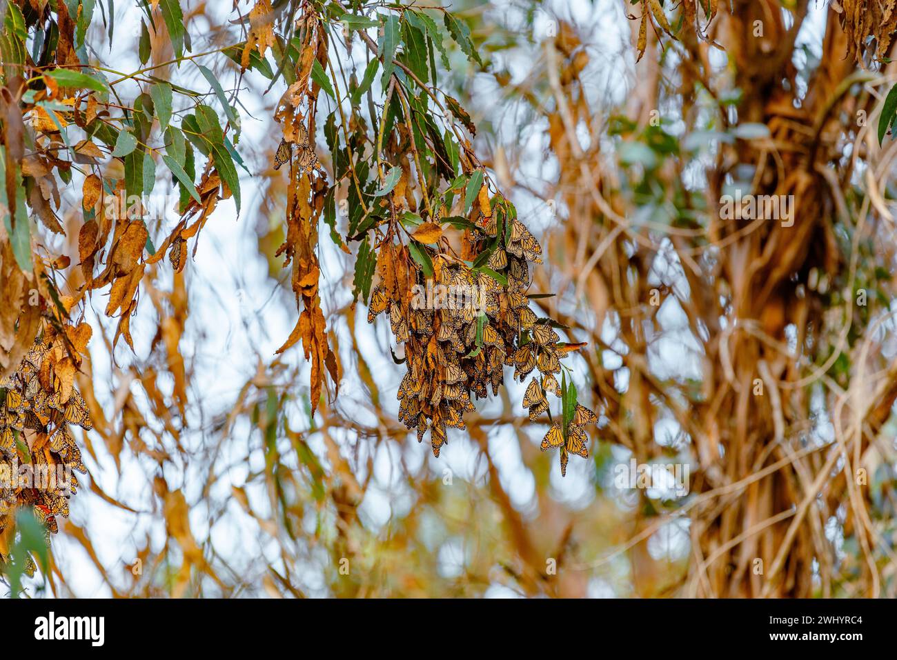 Monarchs Breeding Eucalyptus Tree Santa Barbara California Orange