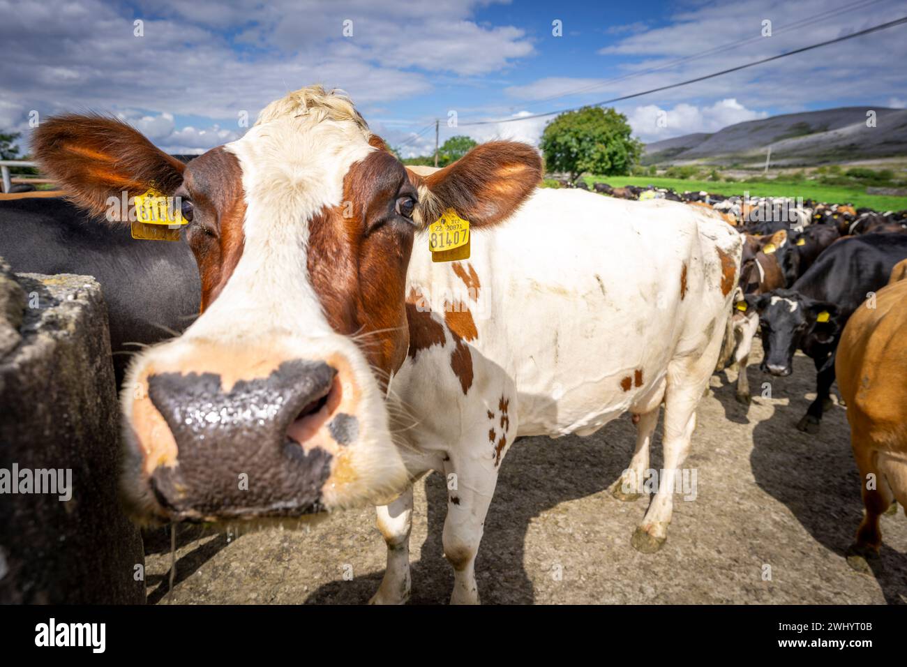 Cattle crossing cross hi-res stock photography and images - Alamy