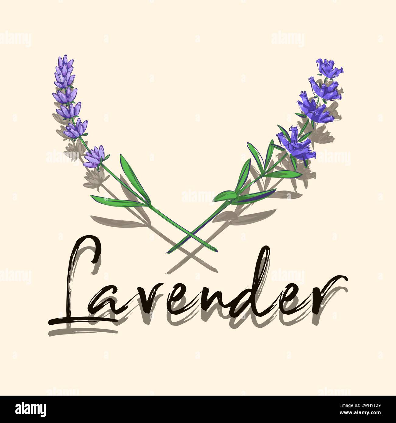 Lavender botanical drawing hi-res stock photography and images - Alamy