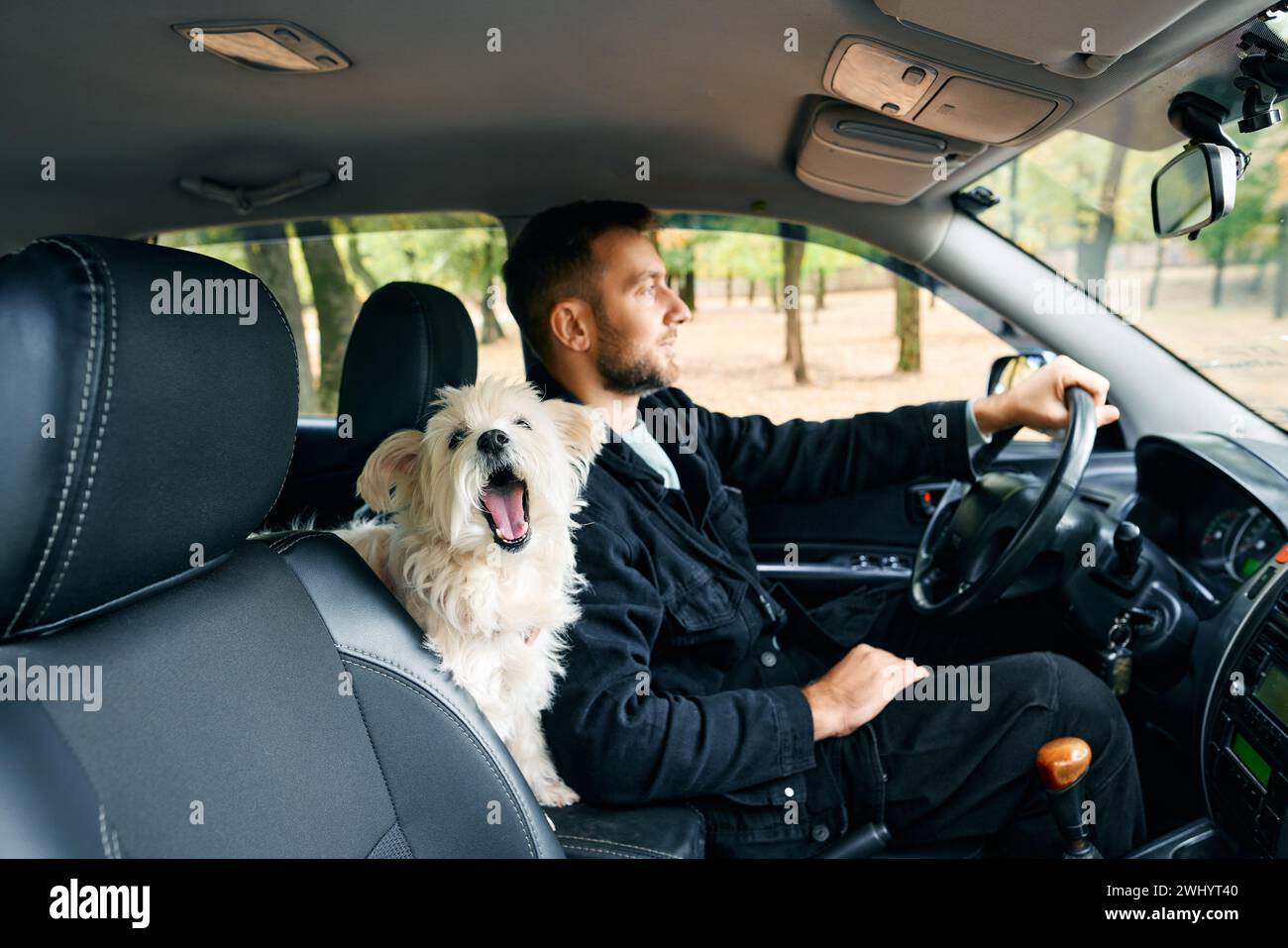 Man driving a car with an excited white dog sitting beside him ...