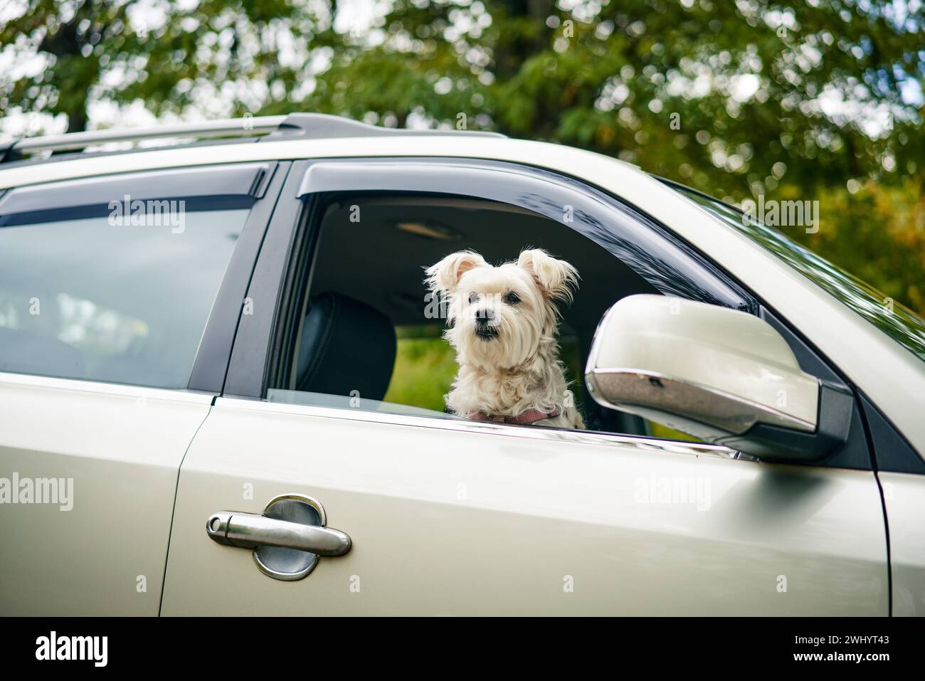Cute fluffy dog looking out of car window. Road trip concept Stock ...