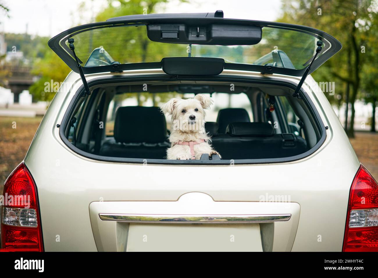Cute funny dog looking out of open trunk in car looking attentive at ...